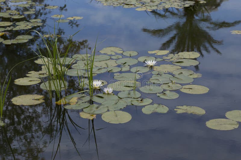 Water Lilies Bloomed on the Pond in Spring Stock Image - Image of green ...