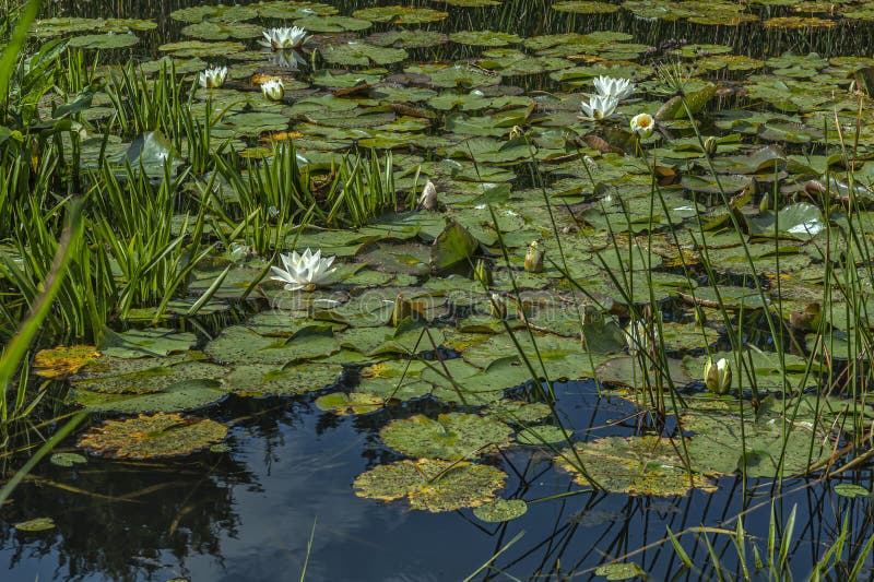 Water Lilies Float on the Surface of the Water Stock Image - Image of ...