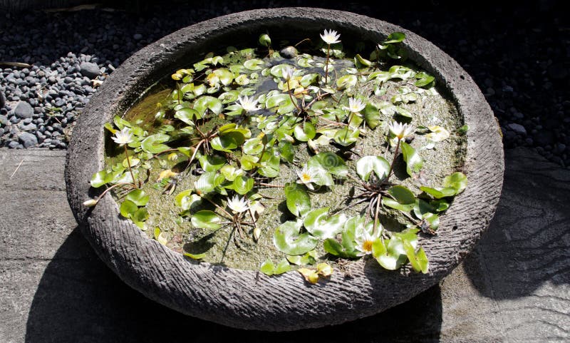 Water Lilies Floating in a Stone Basin with Natural Light and Shadow ...