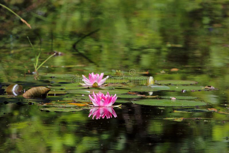 Water Lily Nymphaea Stem Under the Microscope Stock Image - Image of ...