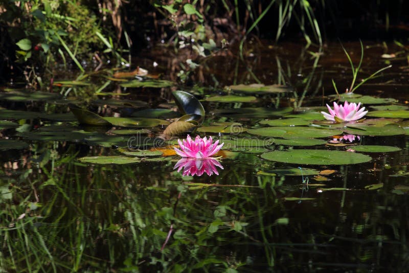 Water Lily Nymphaea Stem Under the Microscope Stock Image - Image of ...