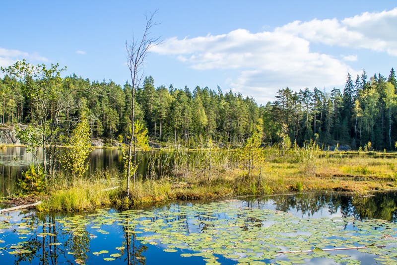 Water Lilies in the Forest Pond Stock Photo - Image of pond, blue: 48865410