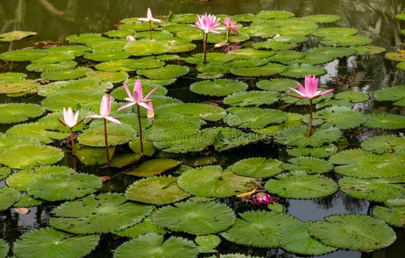 Pink Water Lilies And Lily Pads Stock Image Image Of Lotus Growing 275405475