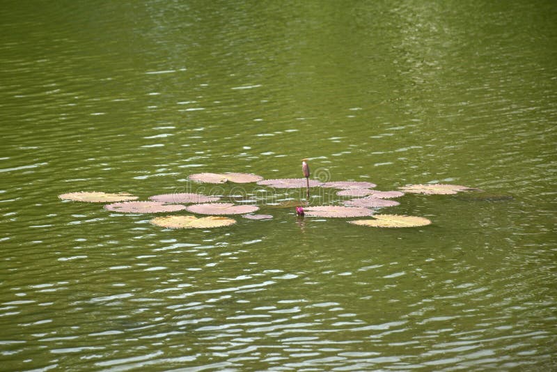 Water Lilies Lies on the Water Lagoon Park Stock Image - Image of ...