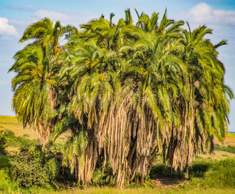 Landscape of a Tree in the Foreground Stock Photo - Image of travel ...