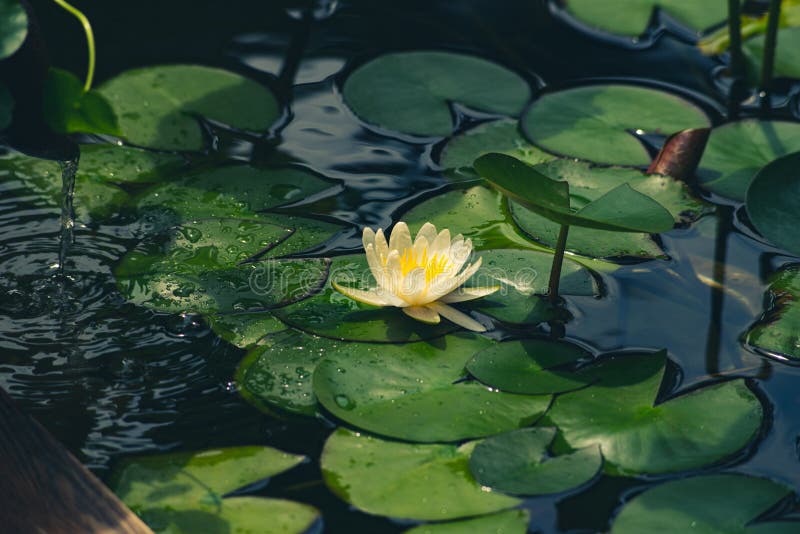Water lilies on a pond stock image. Image of pink, natural - 255464333