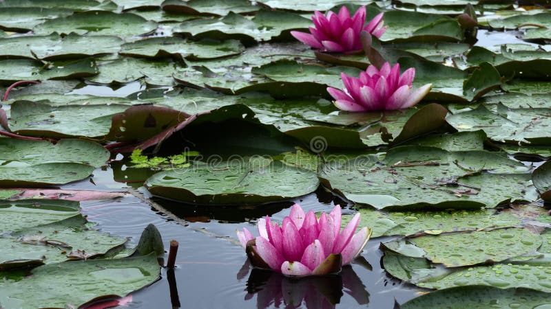 Water Lilies in the Rain, the Magic of Lake Comabbio. Stock Video ...