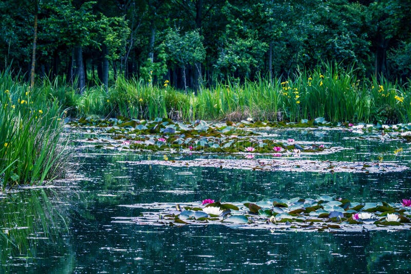Water lilies stock image. Image of nature, color, lake - 185790649