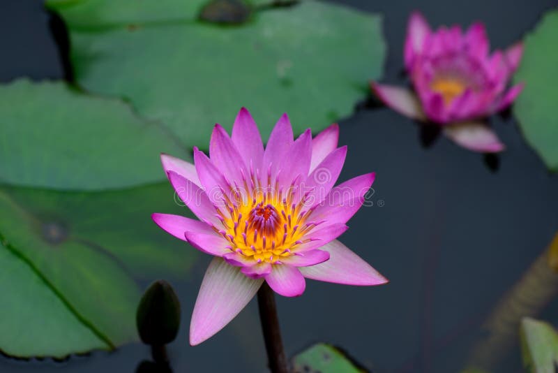 Water lilies stock photo. Image of chinese, lily, lotos - 112759160