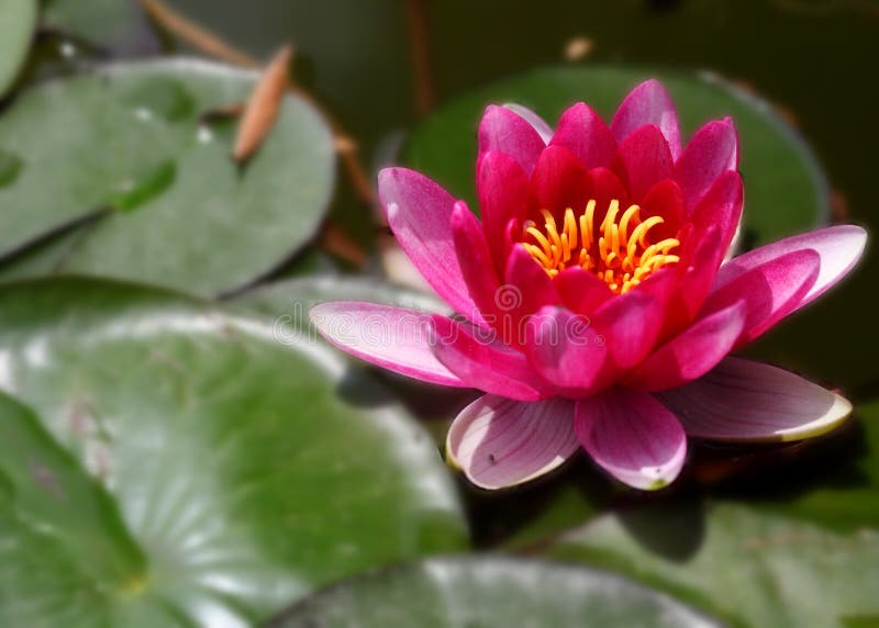 Water lilies stock photo. Image of life, spring, lotos - 49938112