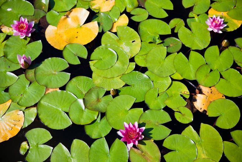 Water lilies - top view stock photo. Image of leaf, lilies - 10640184