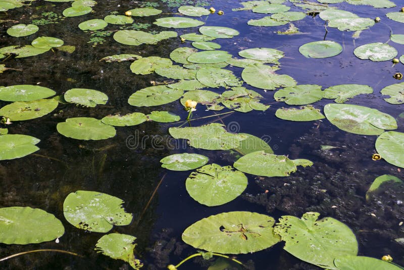 Water lilies on the water stock photo. Image of beauty - 164255780