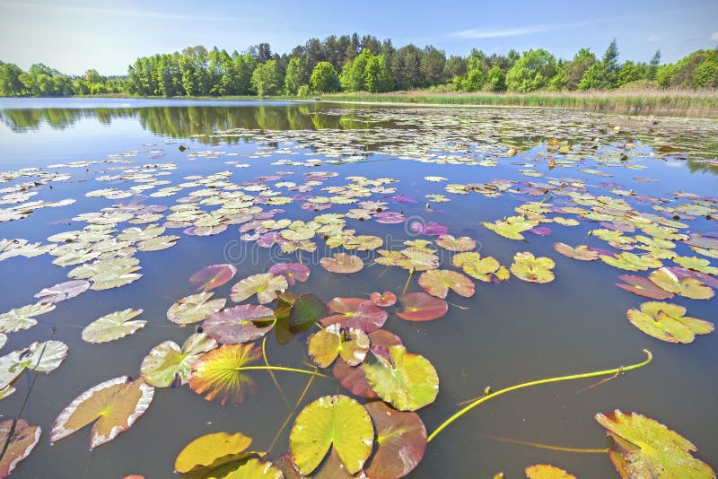 Water Lilies, Wide Angle Lake View. Stock Image - Image of pond, close ...
