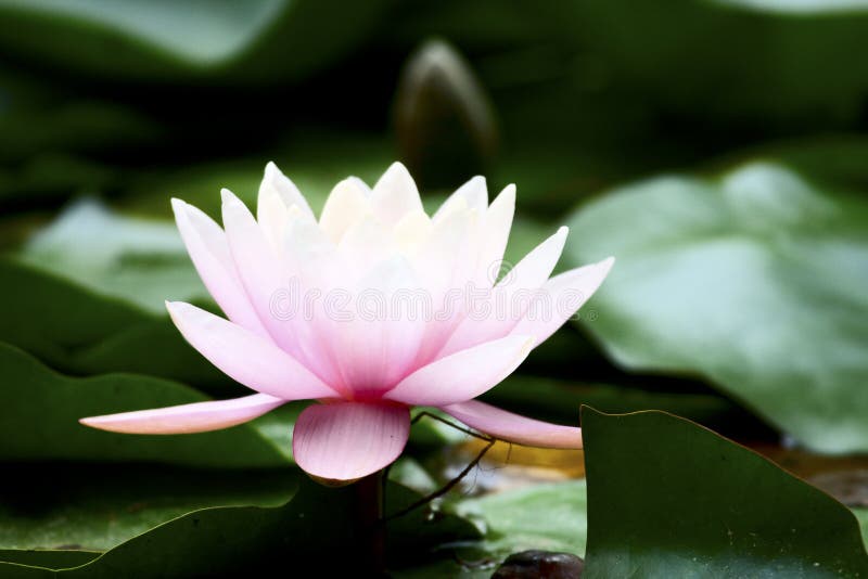 Water-Lilly stock image. Image of beauty, lilly, natural - 10746445