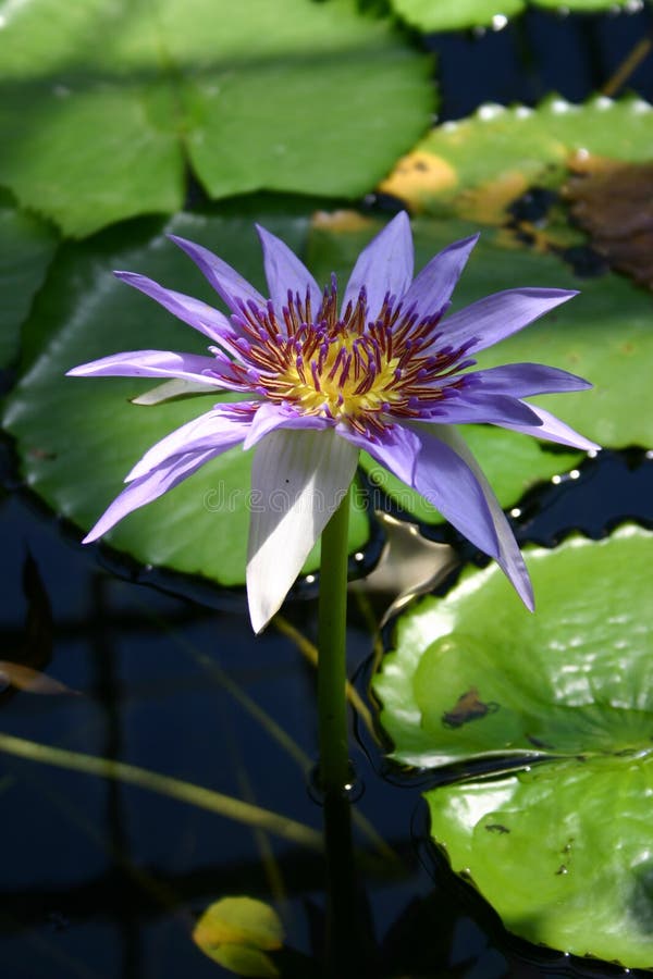 Water lilly stock photo. Image of natural, nature, beautiful - 88964