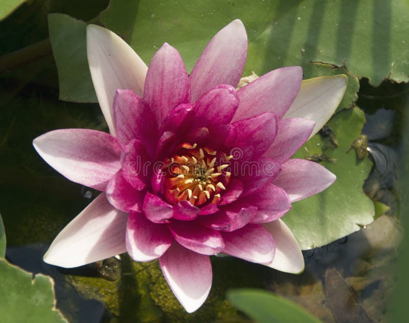 Water Lilly Bloom stock photo. Image of travel, camping - 99568924