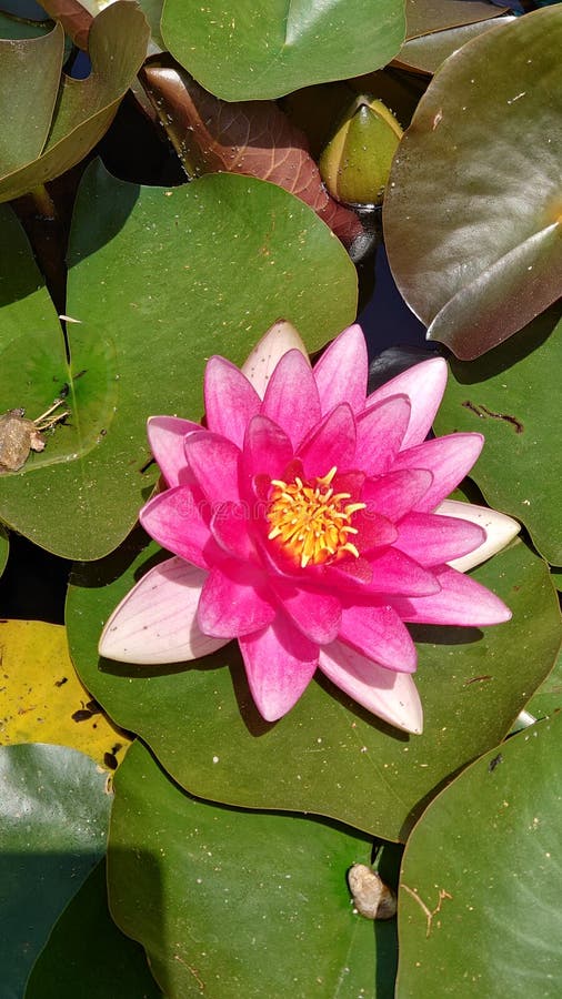 Water Lilly in full bloom stock photo. Image of lotus - 185009662