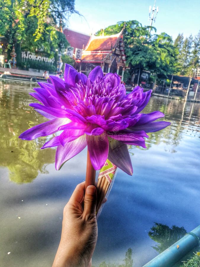 Water Lilly lotus violet stock image. Image of water - 93660649