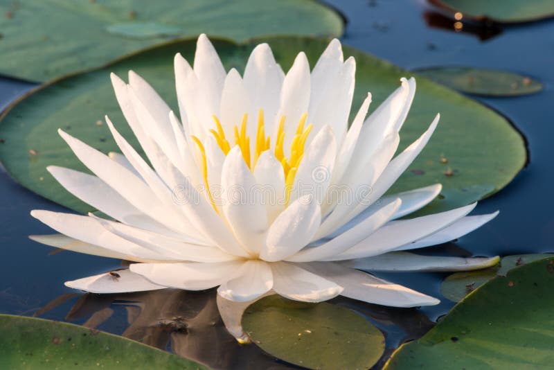 Water lilly stock image. Image of lilly, flower, water - 94525273