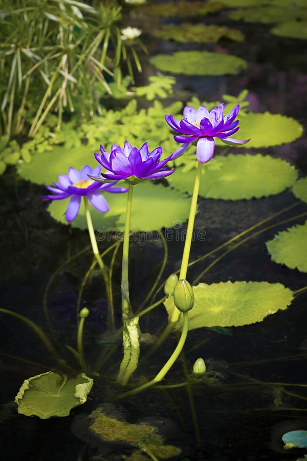 Water lilly stock photo. Image of bloom, exotic, flower - 49280850