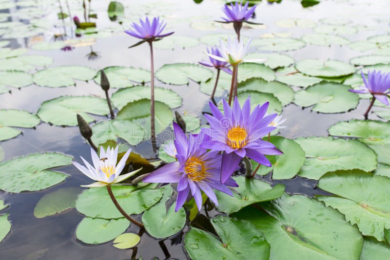 3,282 Pollination Water Stock Photos - Free & Royalty-Free Stock Photos ...