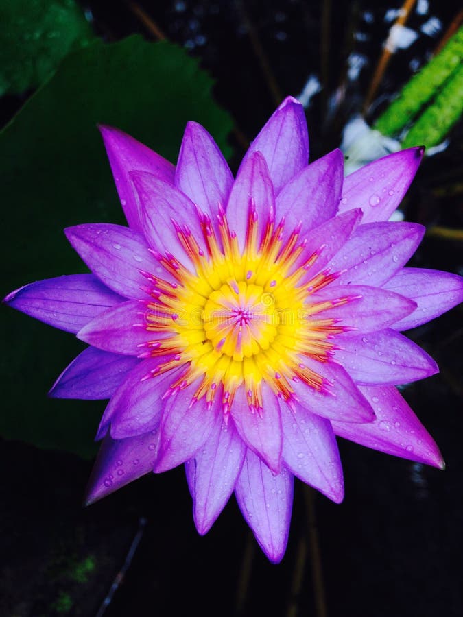 Water Lilly stock image. Image of iphone, shot, home - 112880675