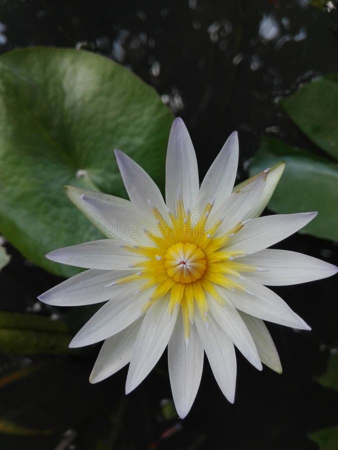 Water Lilly stock photo. Image of water, nature, srilankan - 89558912