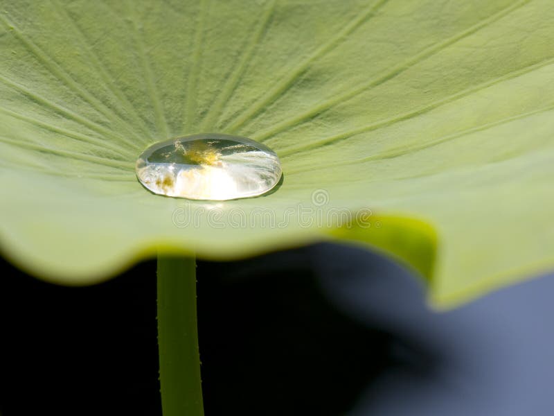 Water Lily stock image. Image of spring, stem, season - 10451037