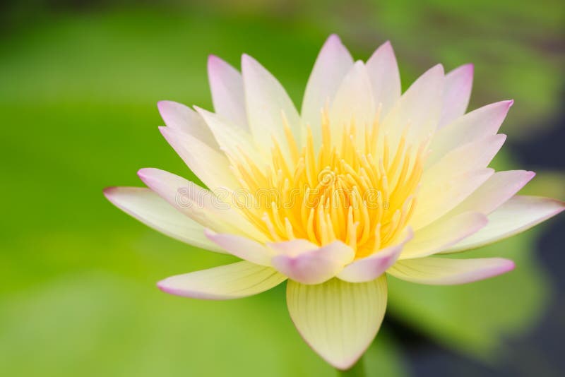 Waterlily ripples stock photo. Image of natural, leaves - 26162172