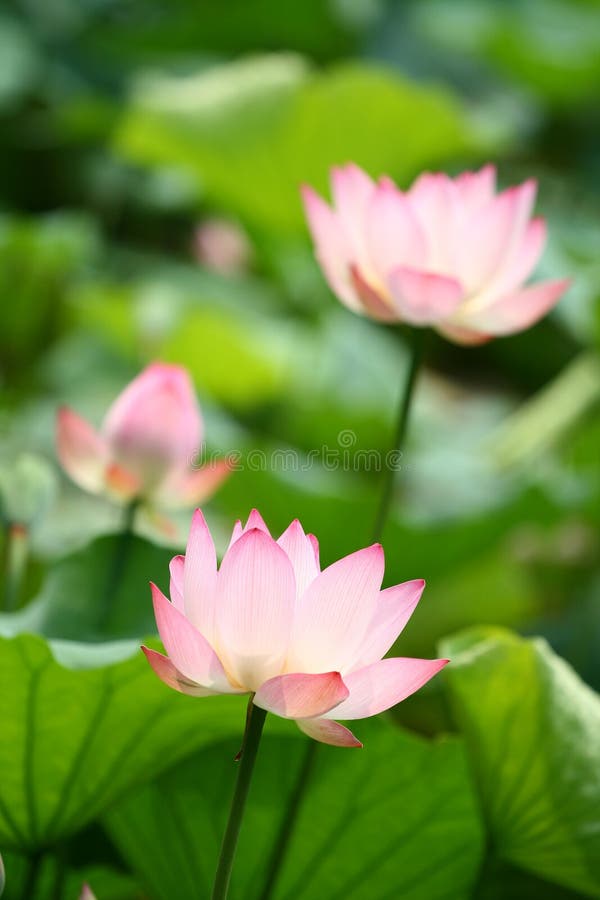 Water lily stock photo. Image of vivid, blossom, young - 5392028