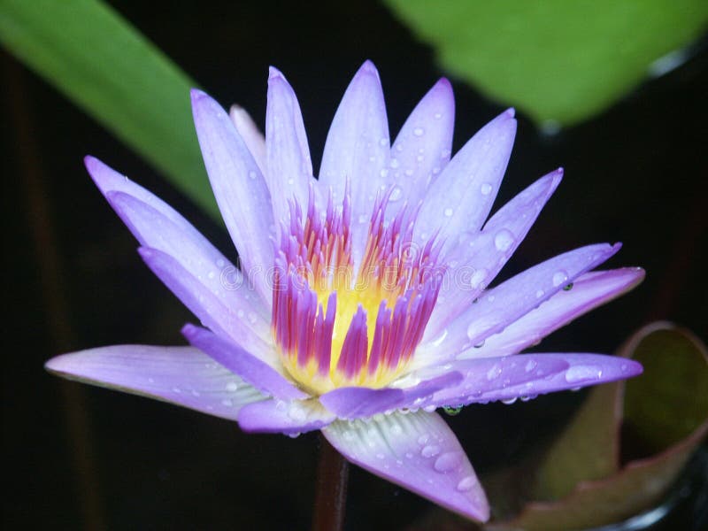 Water Lily stock image. Image of fish, lily, blooming, lakes - 999897