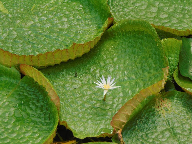 Water Lily from the Amazon River. Amazonian Victory Stock Photo - Image ...