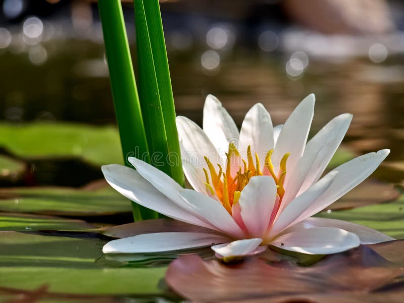 Waterlily ripples stock photo. Image of natural, leaves - 26162172