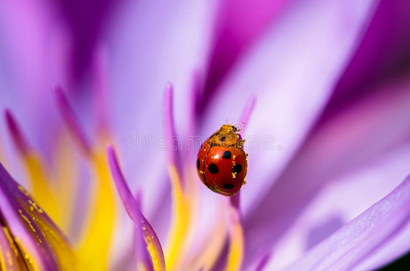 The Water Lily Blooming with a Ladybug Stock Image - Image of anther ...
