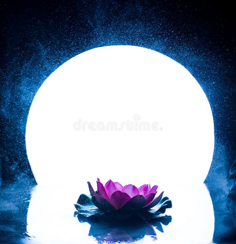 474 Moon Lily Flower Stock Photos - Free & Royalty-Free Stock Photos ...