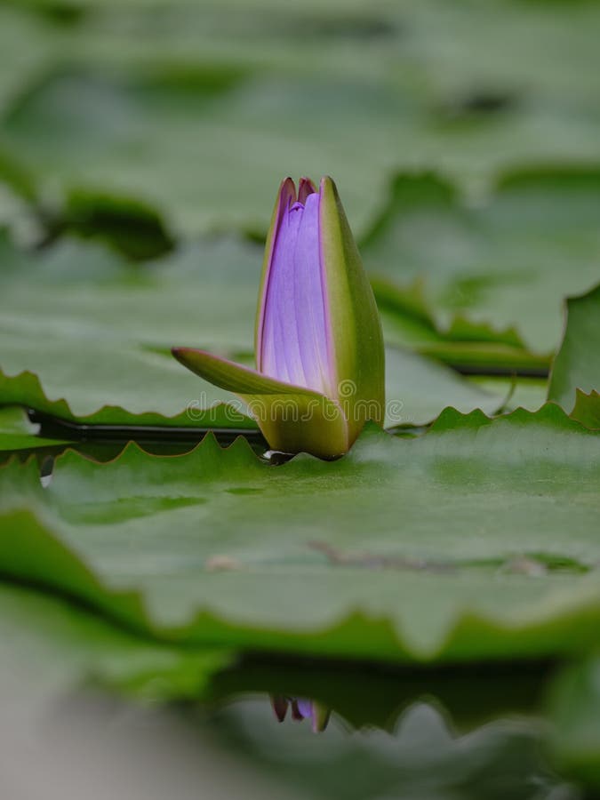 Water Lily Blue Nymphaea Caerulea Stock Image - Image of light ...