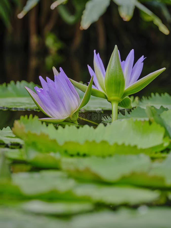 Water Lily Blue Nymphaea Caerulea Stock Image - Image of close, leaves ...