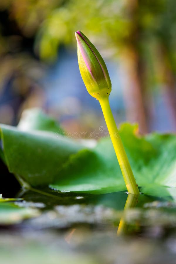 Water Lily Bud stock image. Image of flower, closeup - 60940697