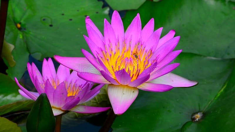 Water lily and bumble bee stock footage. Video of nature - 35047419