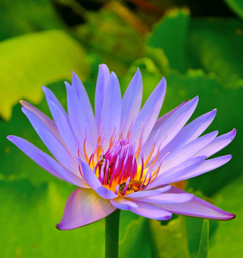 3,282 Pollination Water Stock Photos - Free & Royalty-Free Stock Photos ...