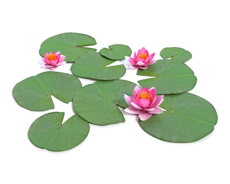 Water Lilly Pad Stock Illustrations 188 Water Lilly Pad Stock Illustrations Vectors And Clipart