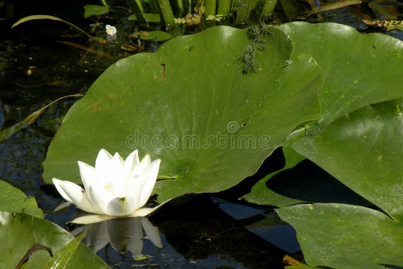 Happy Birthday Delta Stock Photos - Free & Royalty-Free Stock Photos ...