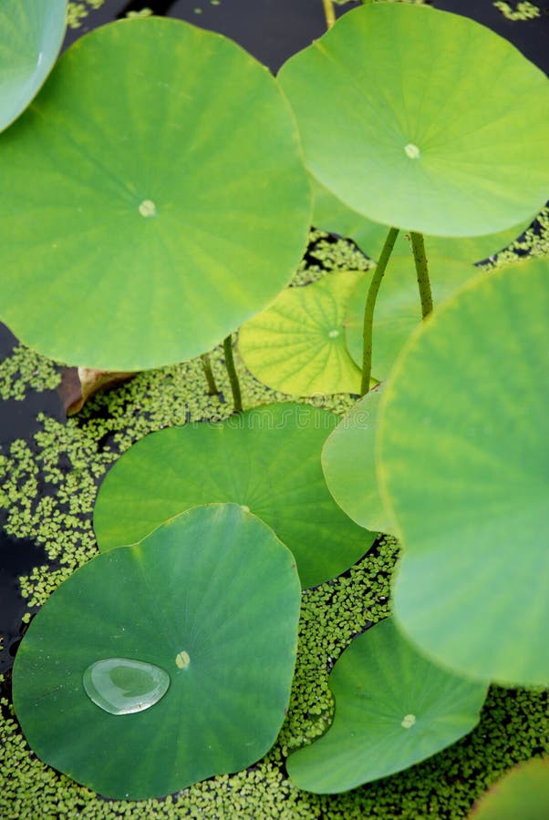 Water lily detail and drop stock image. Image of drop - 15834227