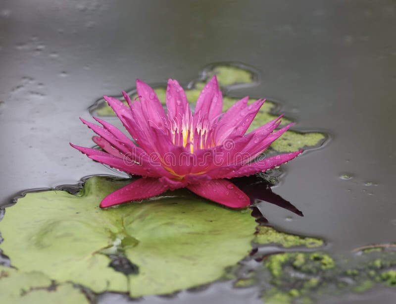 Water lily with dewdrop stock image. Image of pond, dewdrop - 145876189