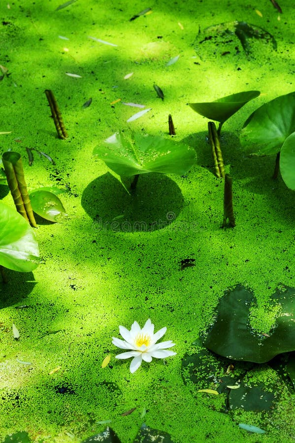 11+ Duckweed water lily Free Stock Photos - StockFreeImages