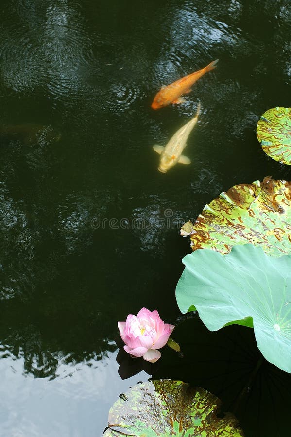 Lily and Fish stock image. Image of floral, garden, close - 182397