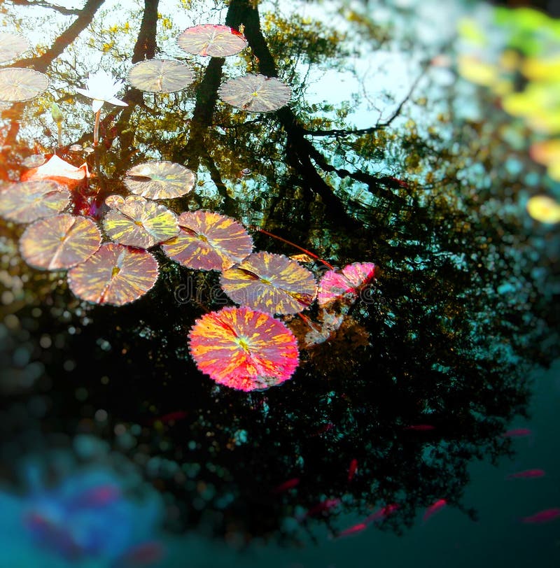 Water lily with fish stock photo. Image of natue, outdoor - 31744258