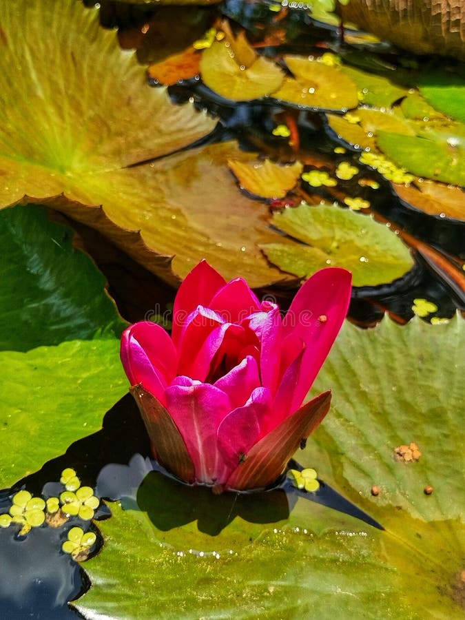 Water Lily in Fish Ponds Shoot in Details Stock Image - Image of ...