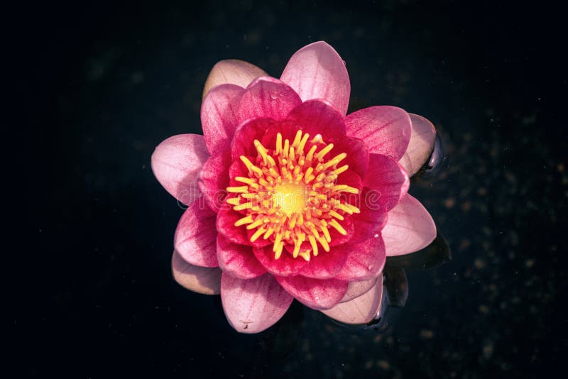 Water Lily Floating on the Water Stock Photo - Image of flower, water ...