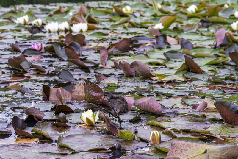 Water Lily Floating on the Water Stock Photo - Image of floral, bloom ...